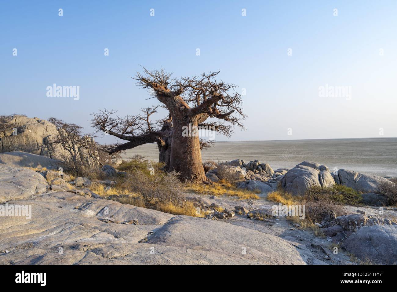 African baobab or baobab tree (Adansonia digitata), between round rocks ...