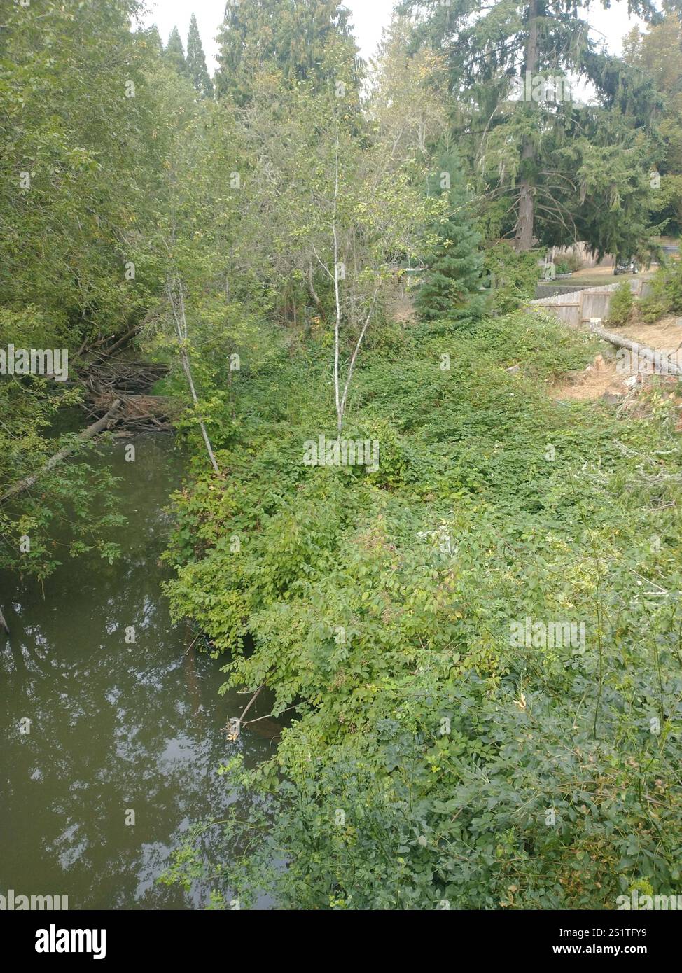 Red Alder (Alnus rubra Stock Photo - Alamy