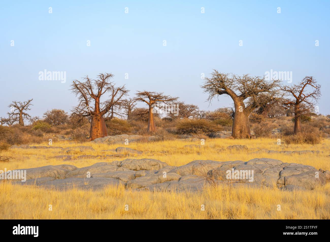 African baobab or baobab tree (Adansonia digitata), several trees at ...
