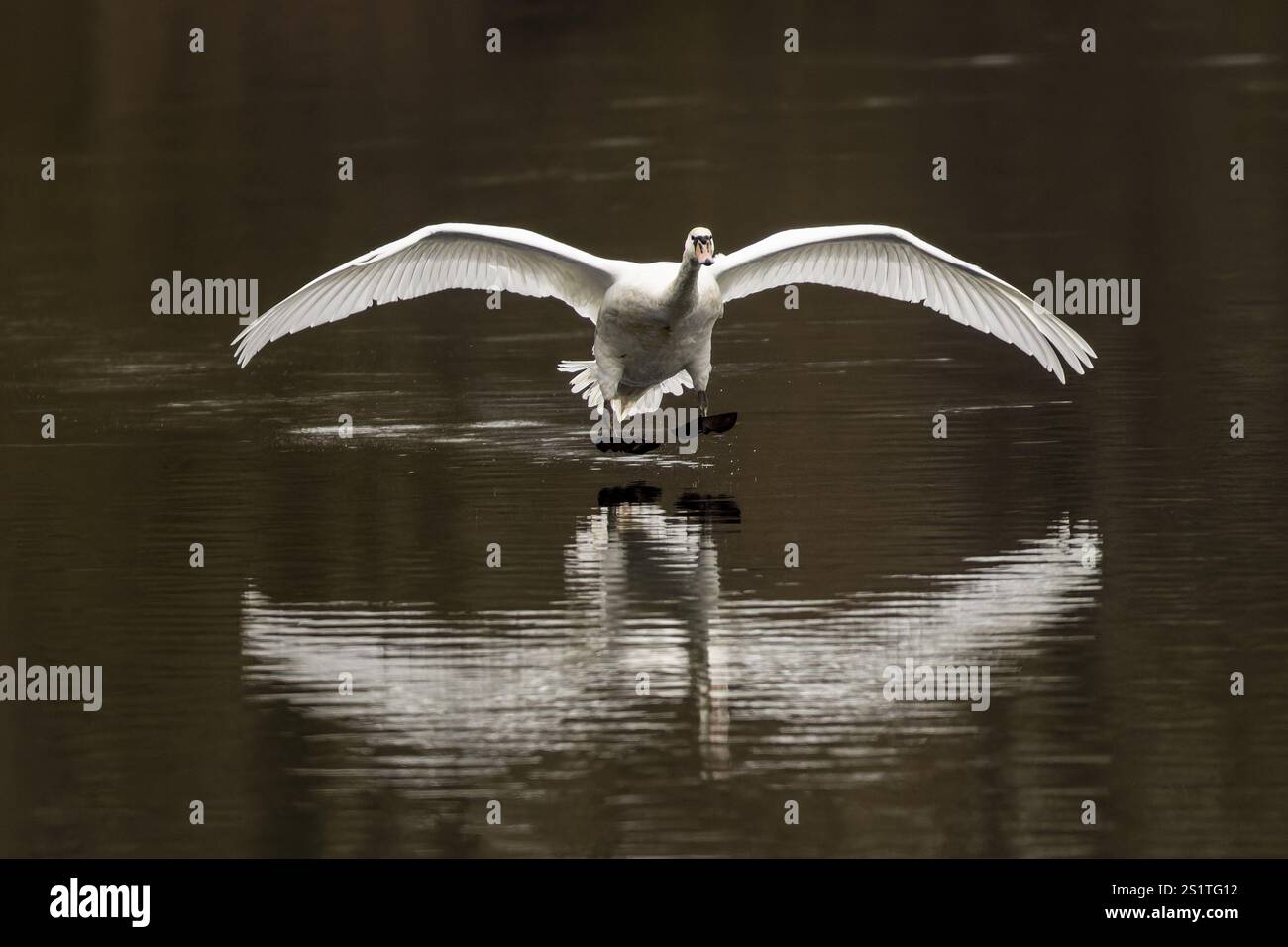 A swan flies just above the surface of a lake, wings spread wide, Mute ...