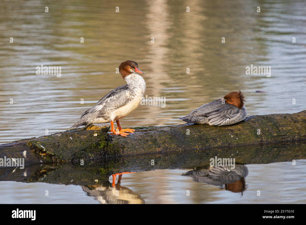Common Merganser on a log at Whitaker Ponds Nature Park in Portland ...