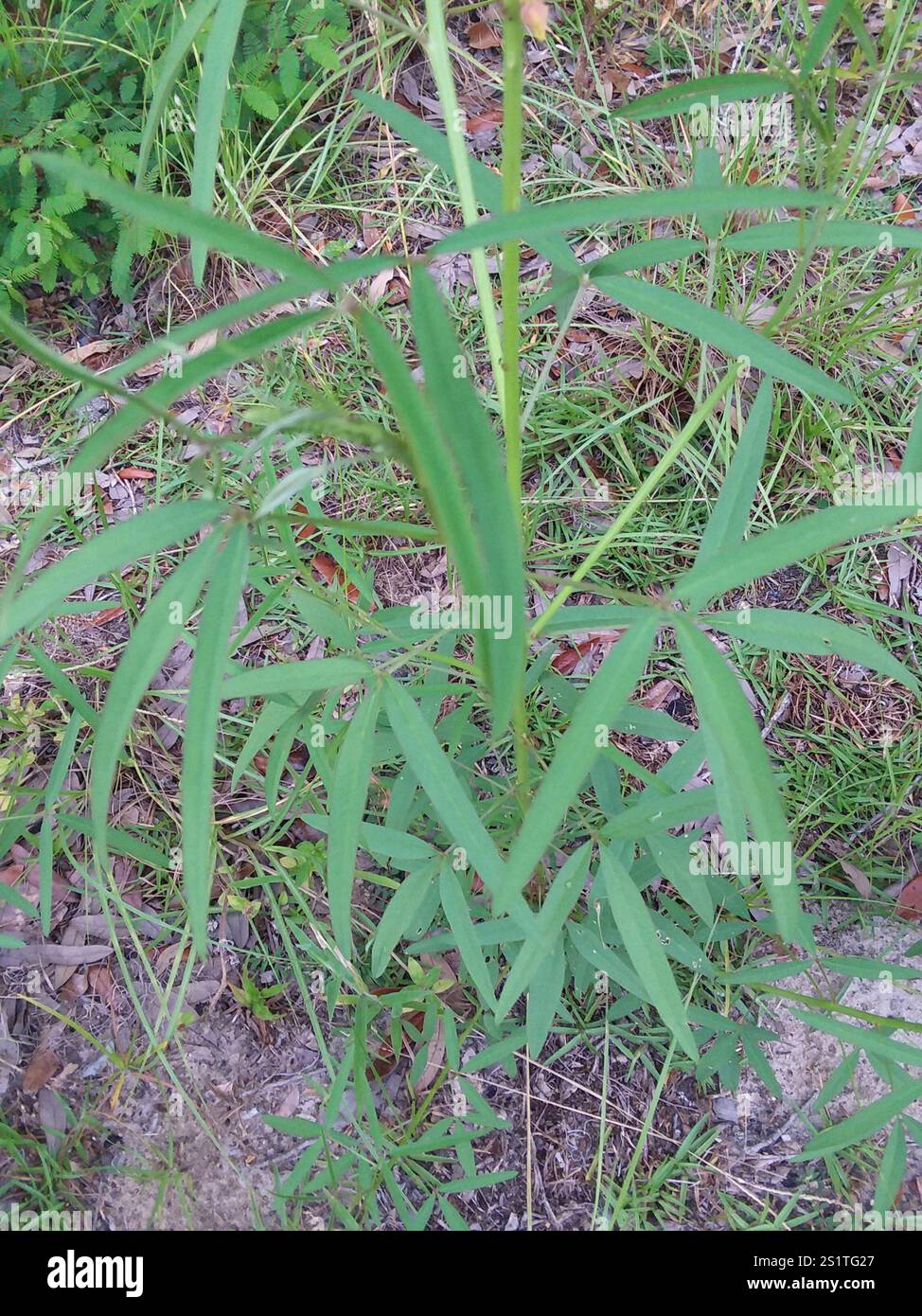 lanceleaf rattlebox (Crotalaria lanceolata Stock Photo - Alamy