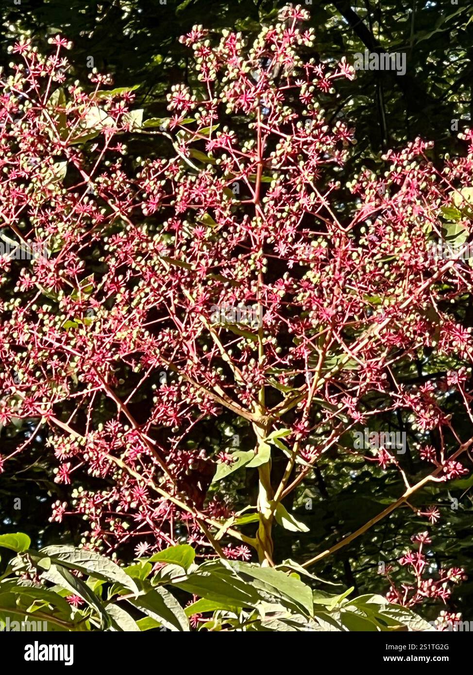 devil's walkingstick (Aralia spinosa Stock Photo - Alamy