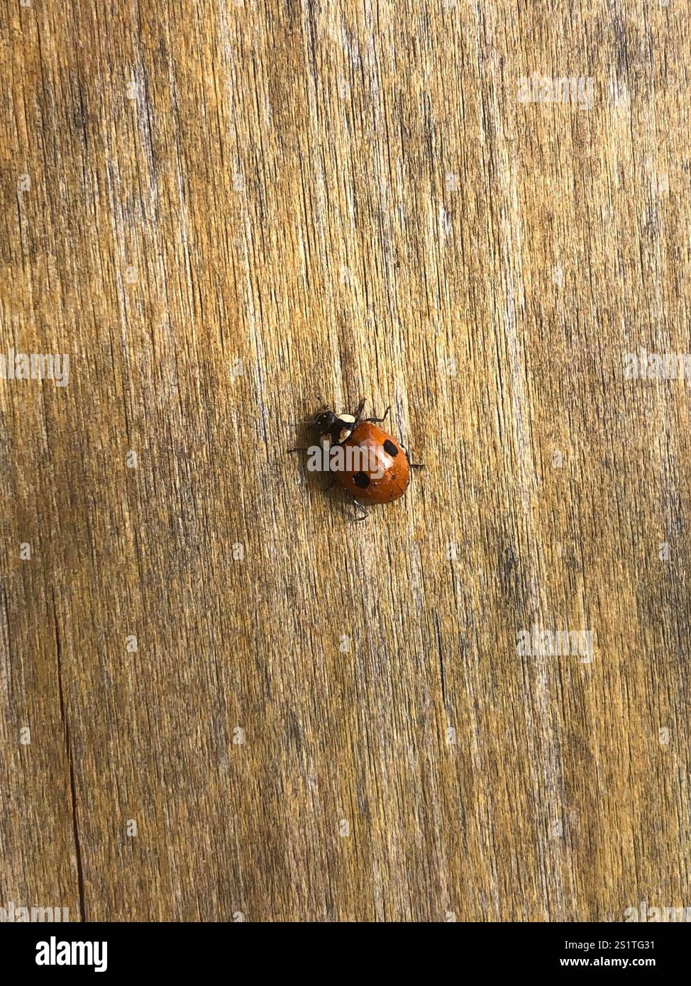 Two-spotted Lady Beetle (Adalia bipunctata Stock Photo - Alamy