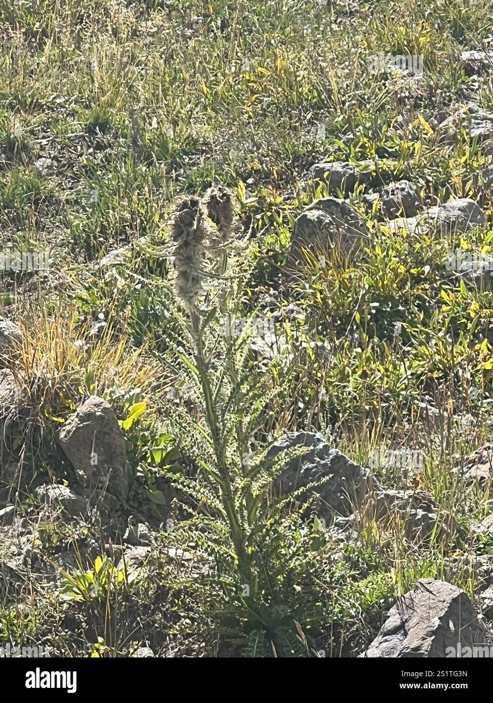 Tall Mountain Thistle (Cirsium hesperium Stock Photo - Alamy