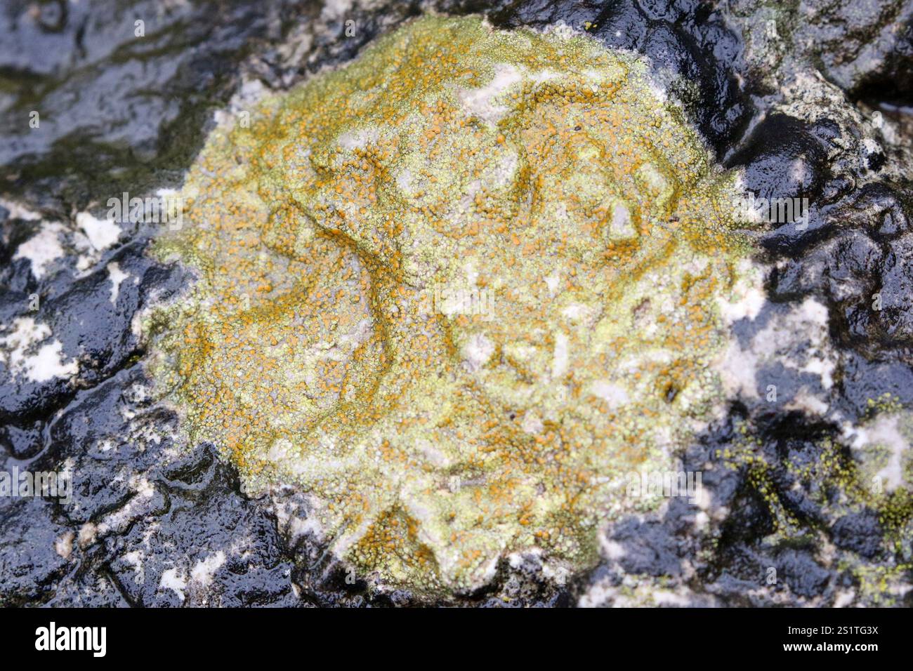 Sulphur Firedot (Gyalolechia flavovirescens Stock Photo - Alamy