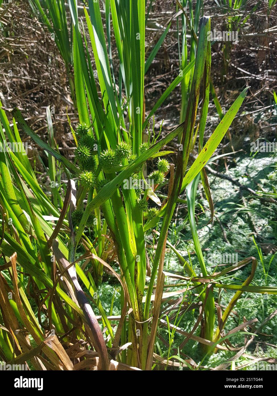 Branched Bur-reed (Sparganium erectum Stock Photo - Alamy