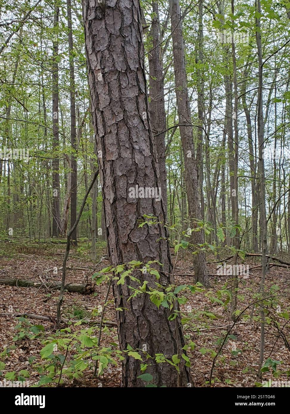pitch pine (Pinus rigida Stock Photo - Alamy