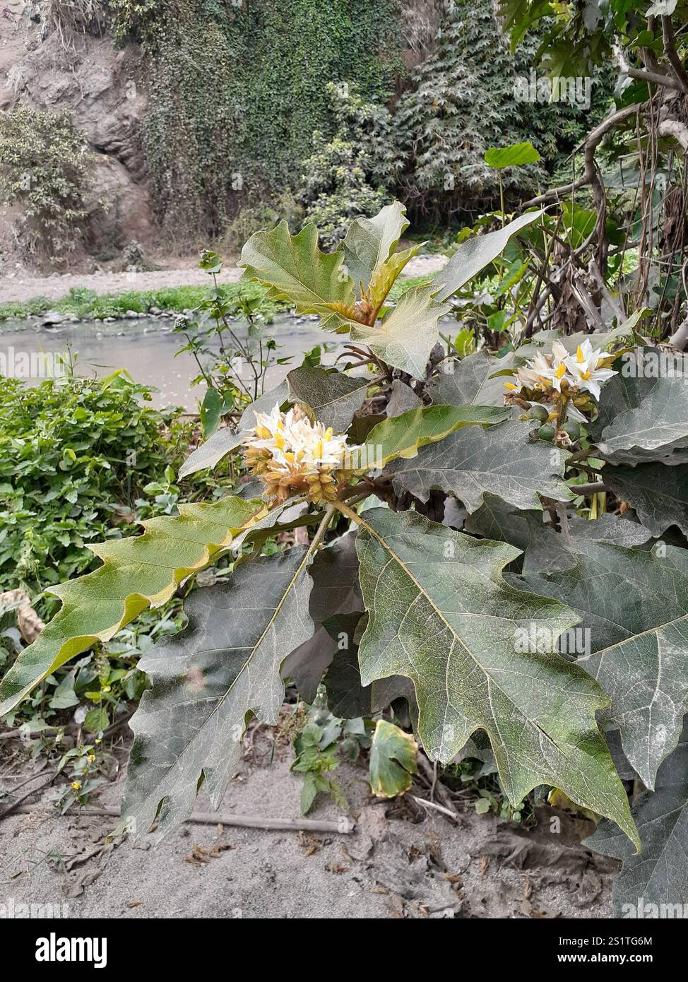 giant devil's-fig (Solanum chrysotrichum Stock Photo - Alamy