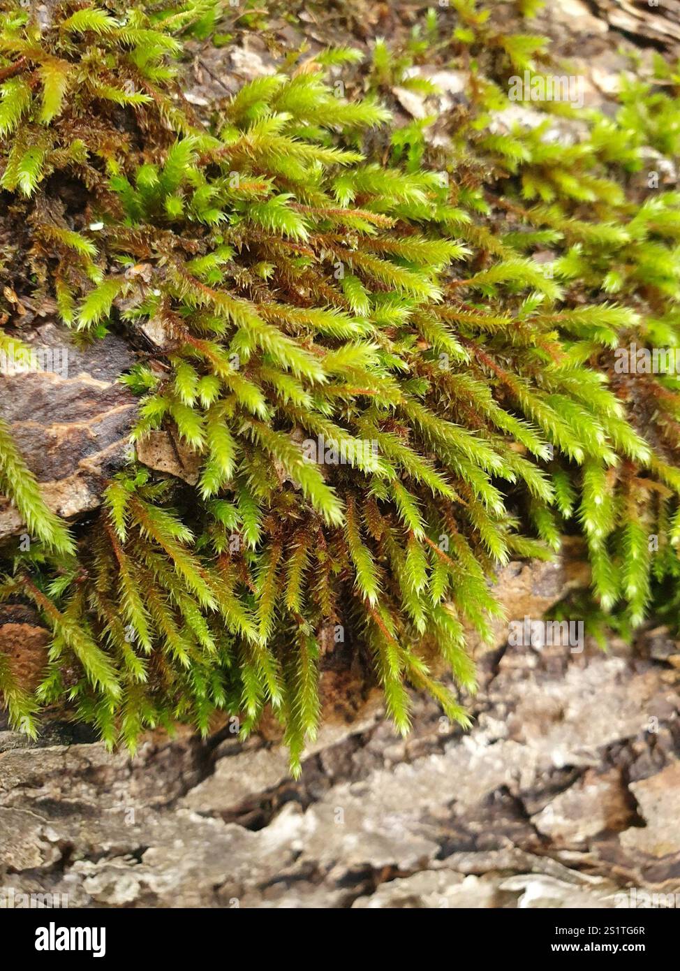 squirrel-tail moss (Leucodon sciuroides Stock Photo - Alamy