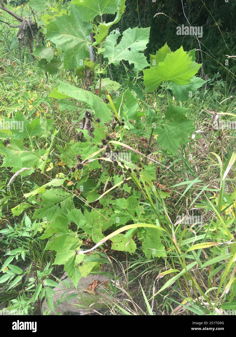 dark green bulrush (Scirpus atrovirens Stock Photo - Alamy