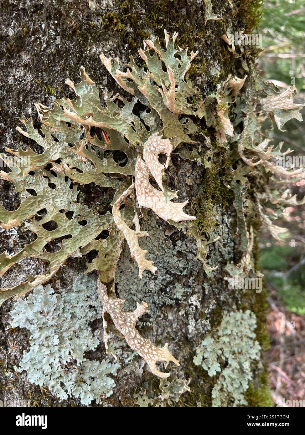 Tree Lungwort (Lobaria pulmonaria Stock Photo - Alamy