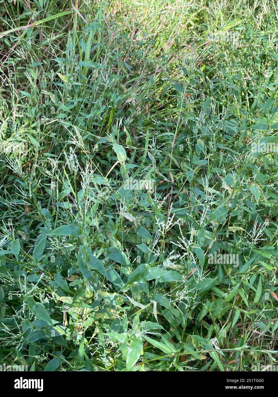 Carpetgrass hi-res stock photography and images - Alamy