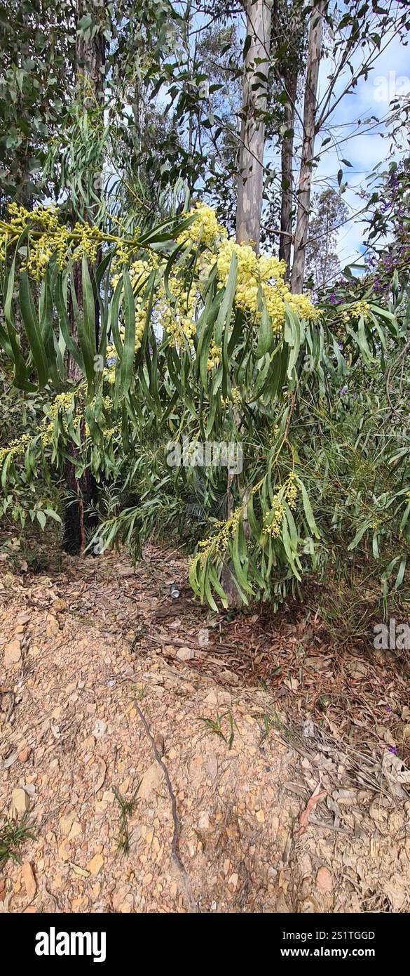 Large-leaf Hickory-wattle (Acacia falciformis Stock Photo - Alamy