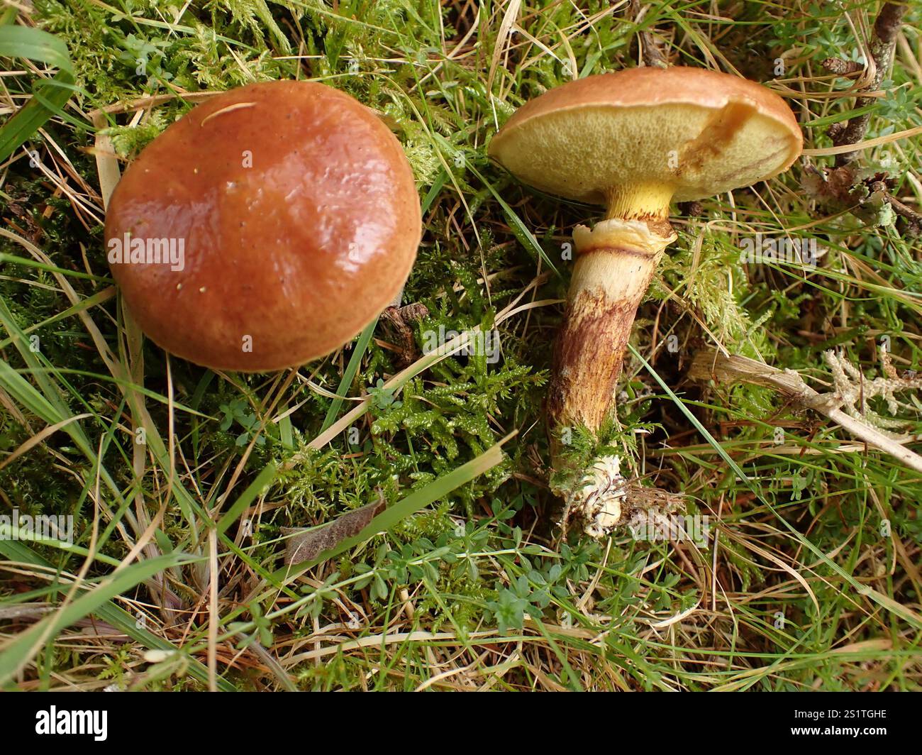 Larch Bolete (Suillus grevillei Stock Photo - Alamy
