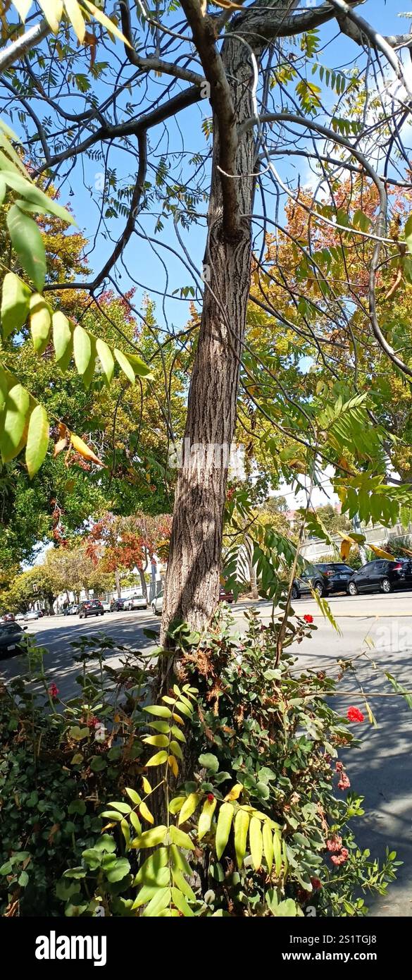 northern California black walnut (Juglans hindsii Stock Photo - Alamy