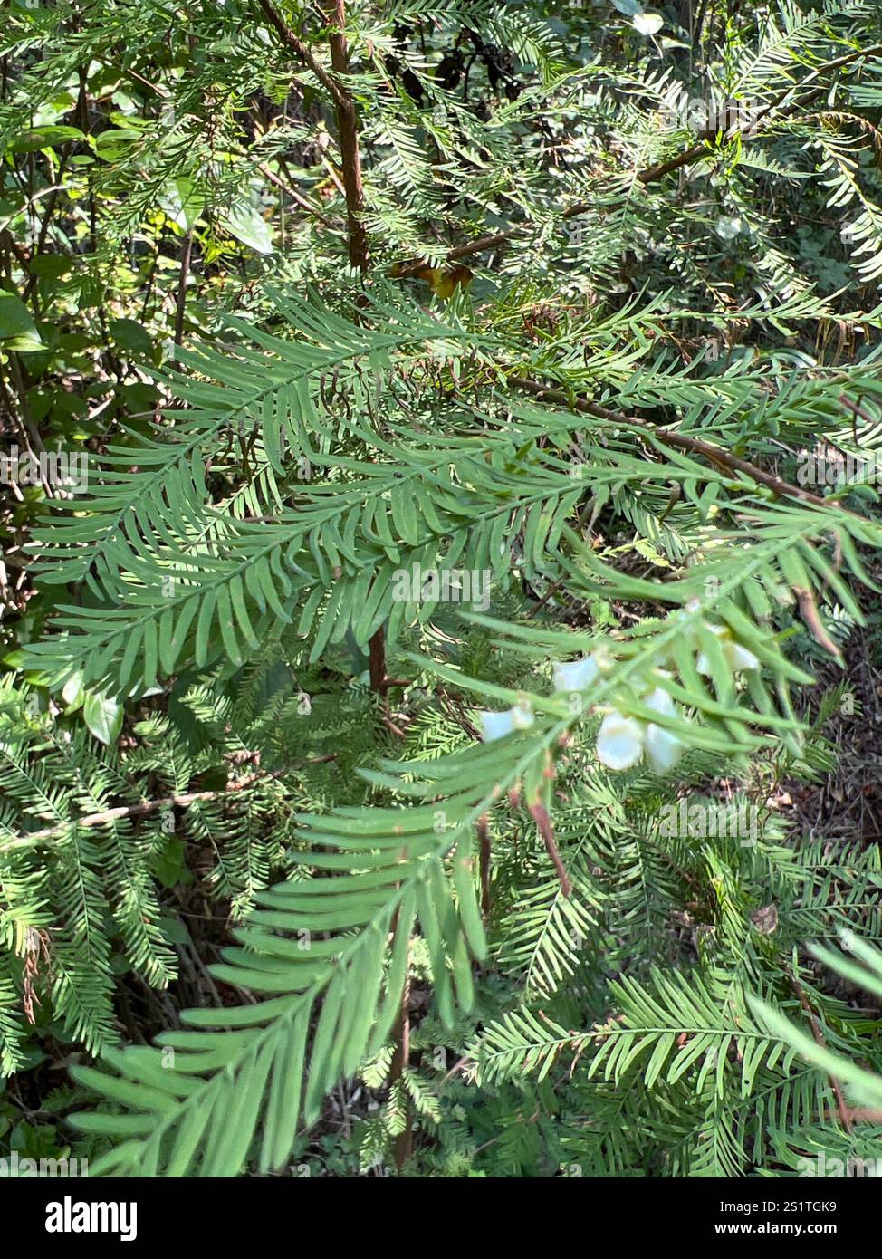 cypress family (Cupressaceae Stock Photo - Alamy