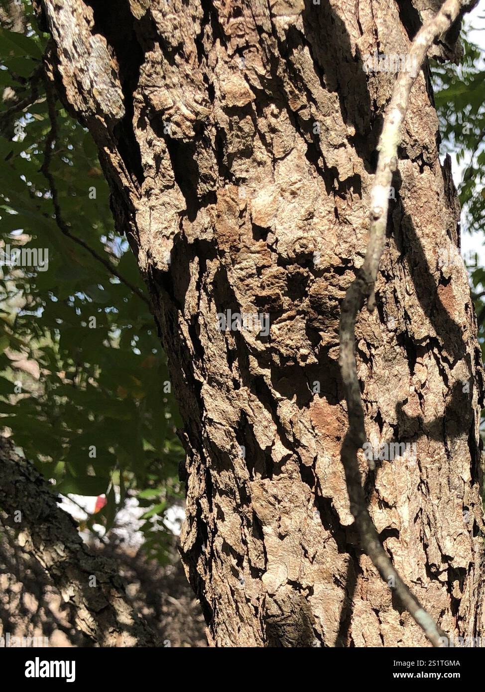 Arizona black walnut (Juglans major Stock Photo - Alamy