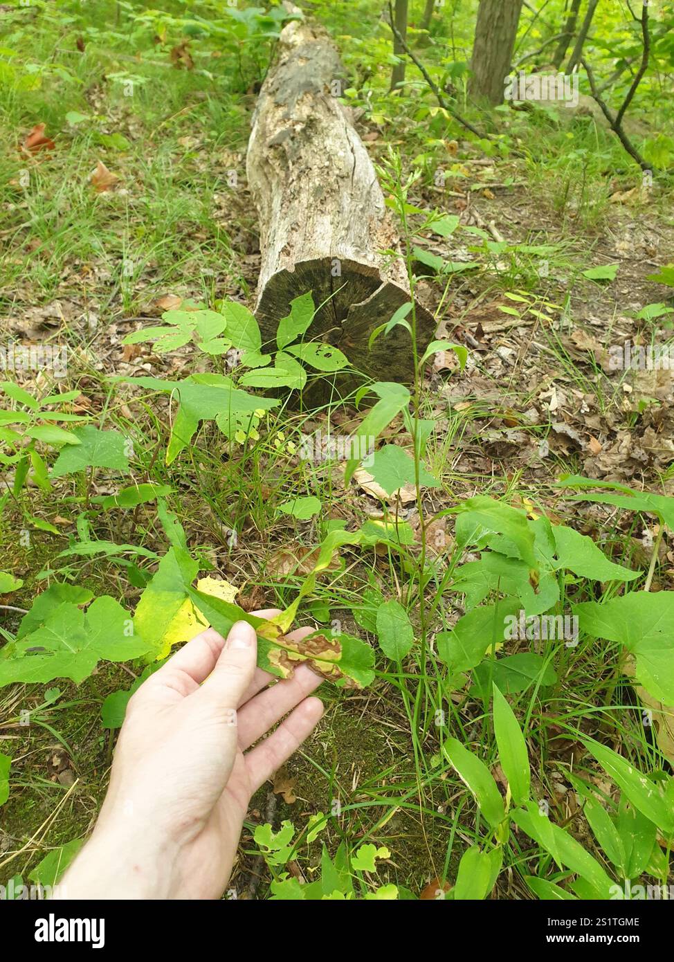Arrow-leaved Aster (Symphyotrichum urophyllum Stock Photo - Alamy