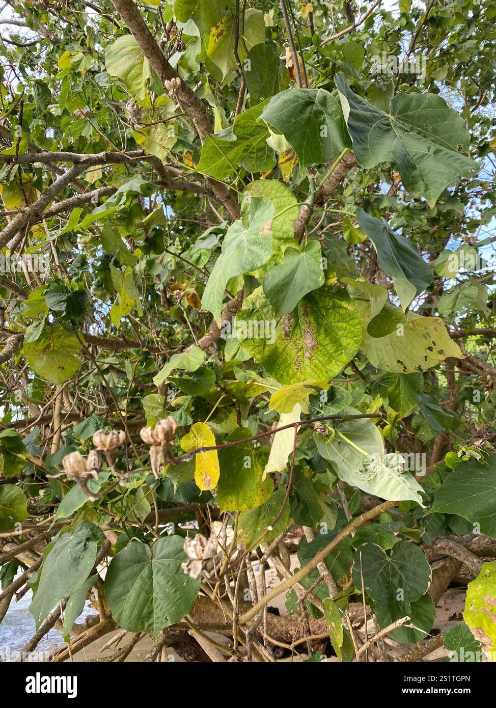 sea hibiscus (Hibiscus tiliaceus Stock Photo - Alamy
