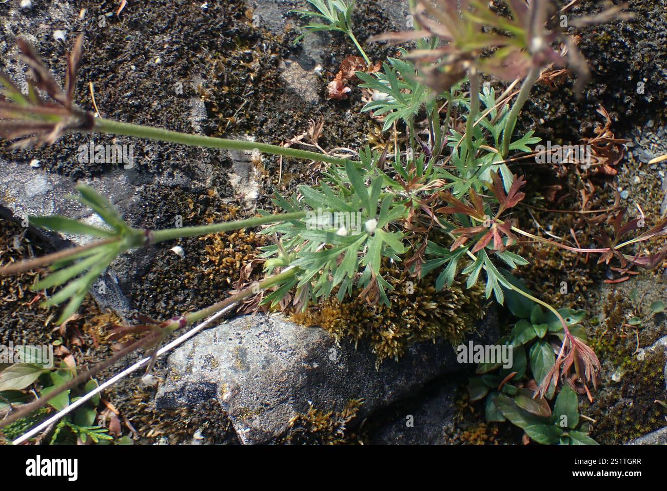 Cutleaf Anemone (Anemone multifida Stock Photo - Alamy