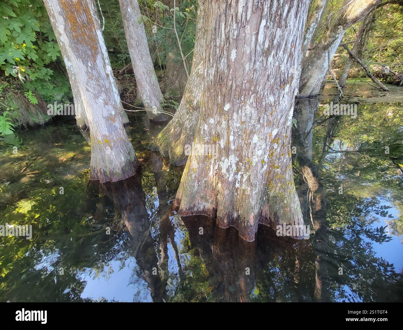Florida Apple Snail (Pomacea paludosa Stock Photo - Alamy