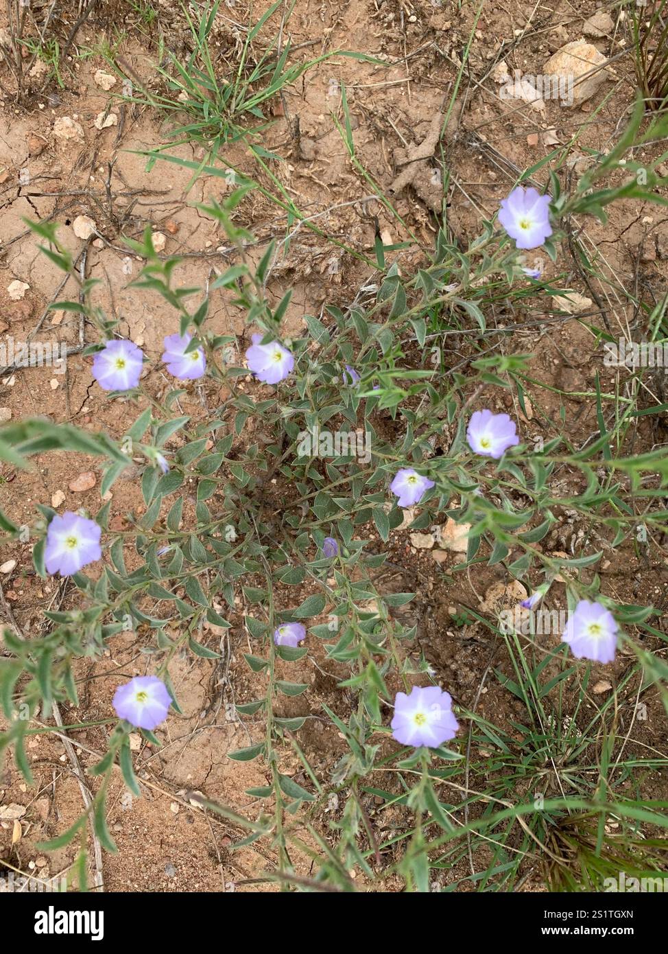 Evolvulus nuttallianus hi-res stock photography and images - Alamy