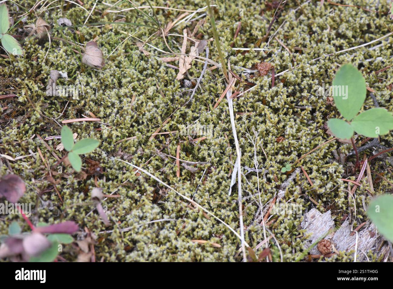 Woolly Fringe-moss (Racomitrium lanuginosum Stock Photo - Alamy