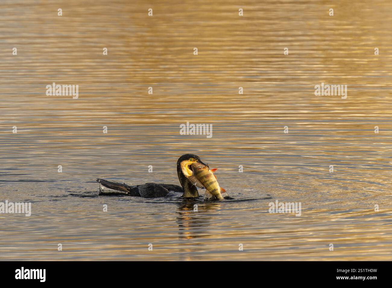 Cormorant with a fish in its beak in the water, Cormorant ...