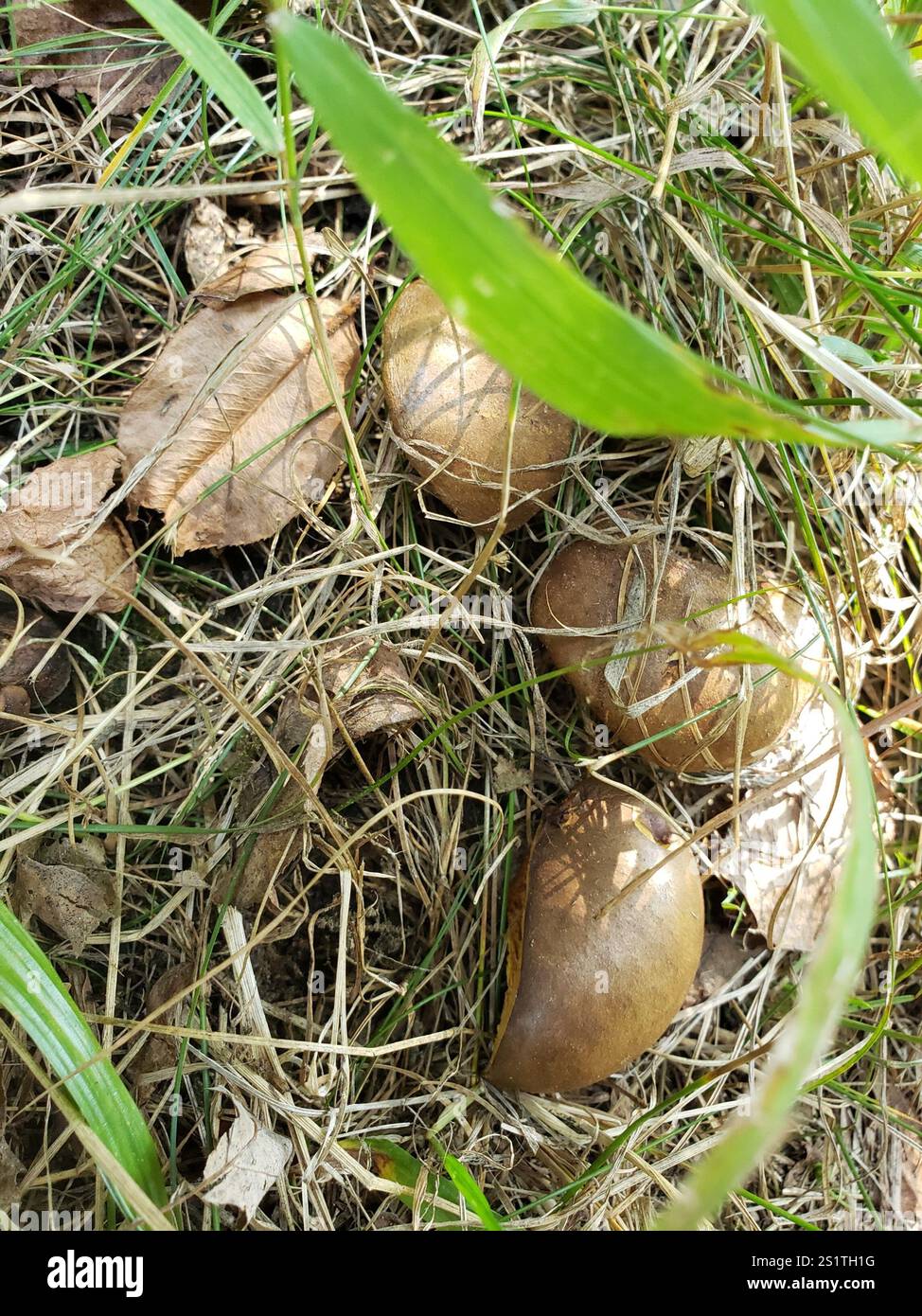 ash-tree bolete (Boletinellus merulioides Stock Photo - Alamy