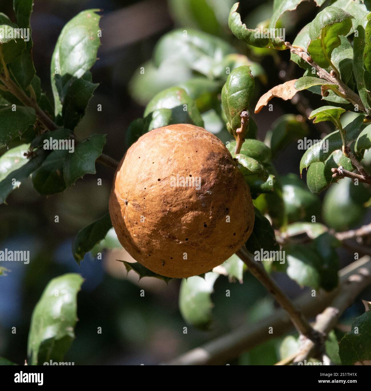 California Gall Wasp (Andricus quercuscalifornicus Stock Photo - Alamy