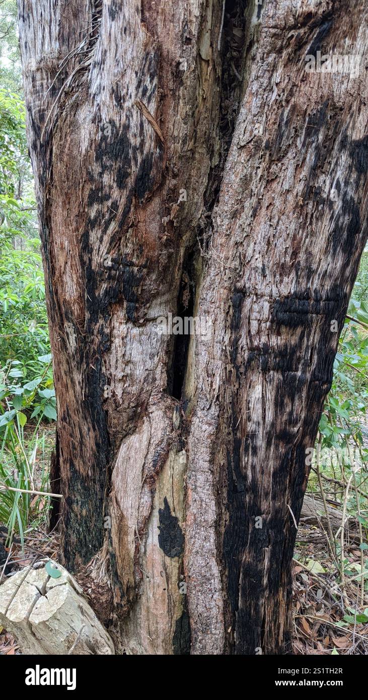 Eucalyptus globoidea hi-res stock photography and images - Alamy