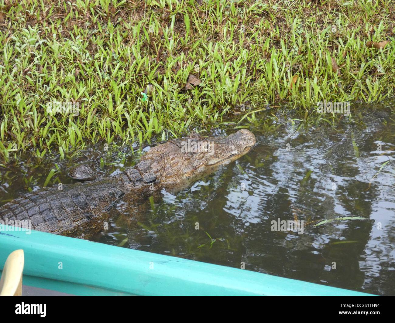 Spectacled Caiman (Caiman crocodilus Stock Photo - Alamy