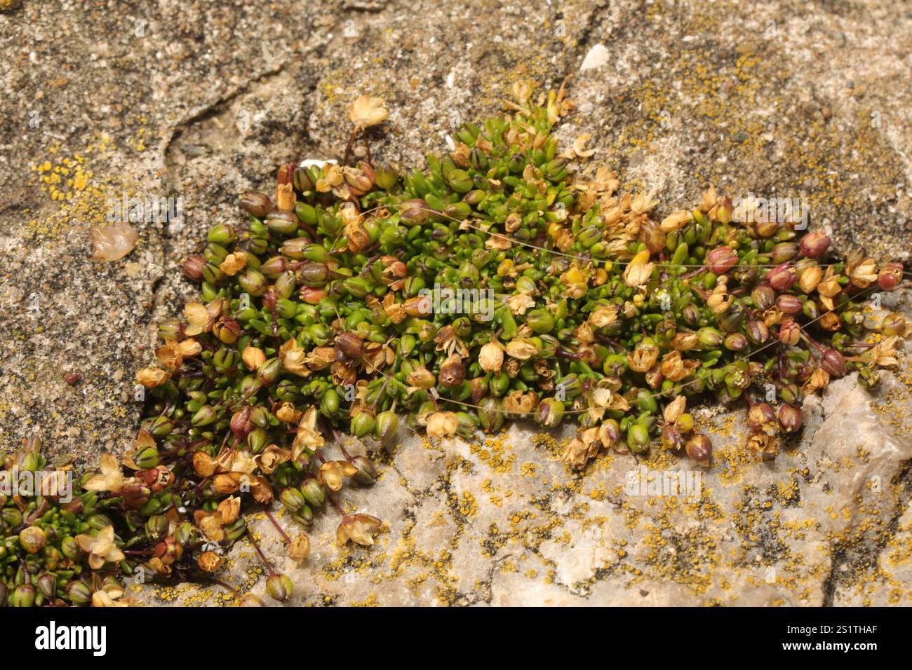 Procumbent Pearlwort (Sagina procumbens Stock Photo - Alamy