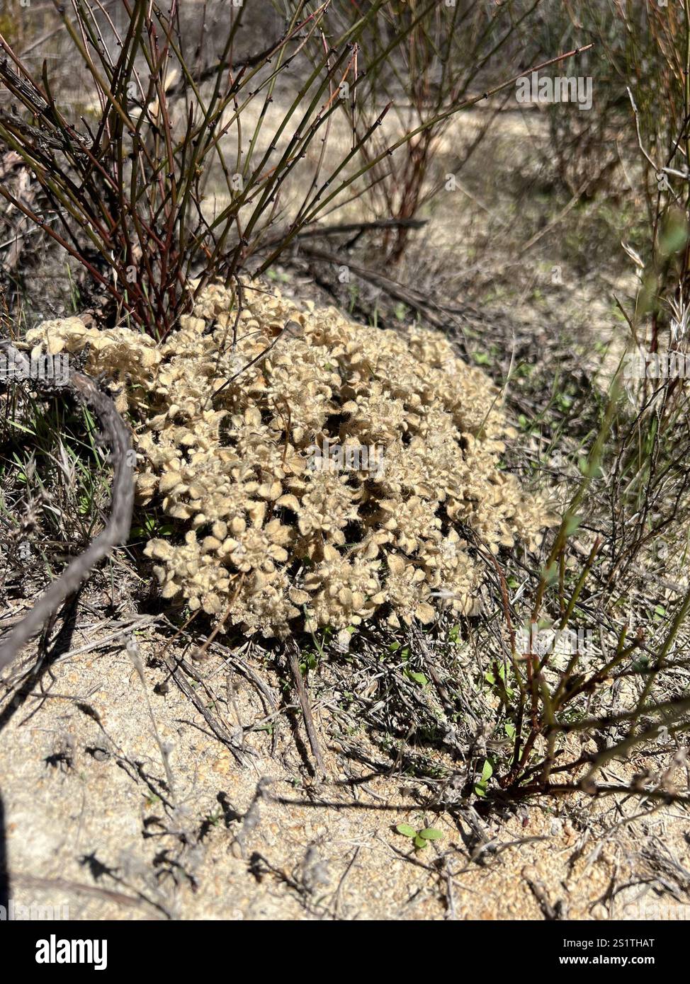 turkey mullein (Croton setiger Stock Photo - Alamy