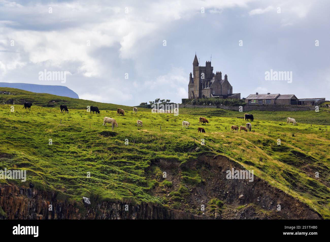 Country house Classiebawn Castle, herd of cattle, Mullaghmore Head ...