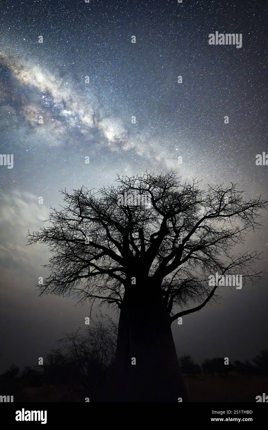 African baobab (Adansonia digitata), starry sky at night with the Milky ...