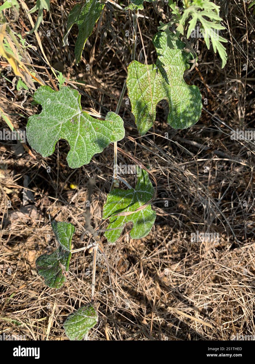 mustang grape (Vitis mustangensis Stock Photo - Alamy