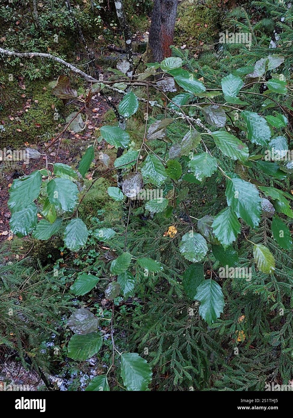 grey alder (Alnus incana Stock Photo - Alamy