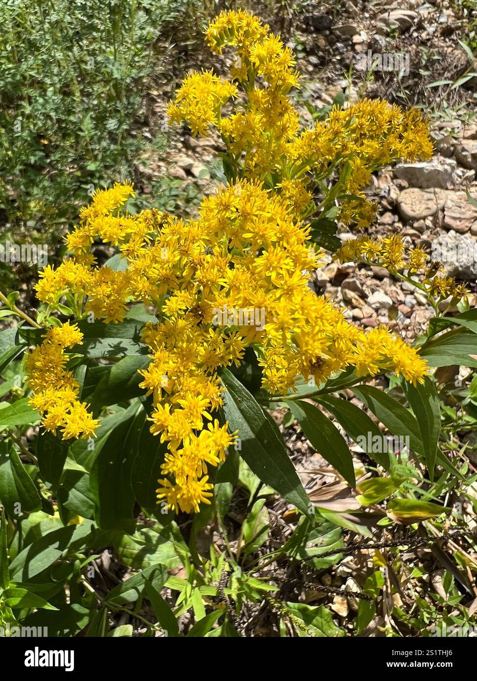 giant goldenrod (Solidago gigantea Stock Photo - Alamy