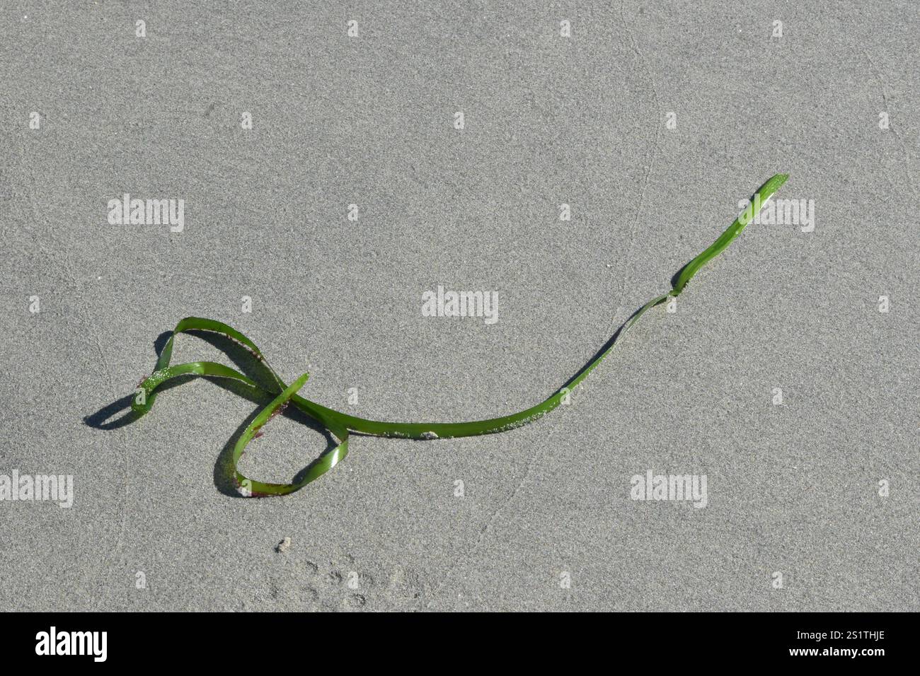 Lacuna Snails (Lacuna Stock Photo - Alamy