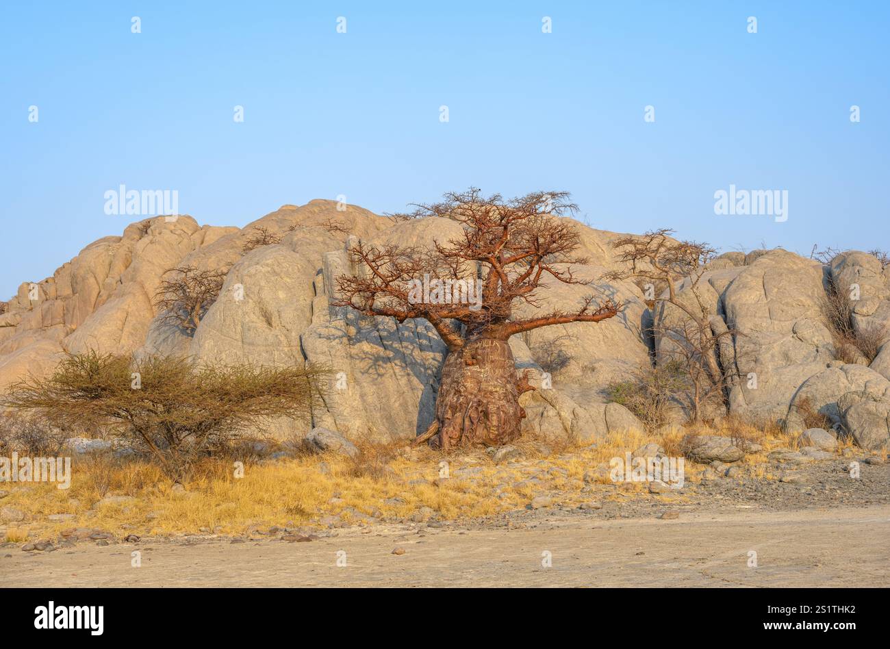African baobab or baobab tree (Adansonia digitata), in front of round ...