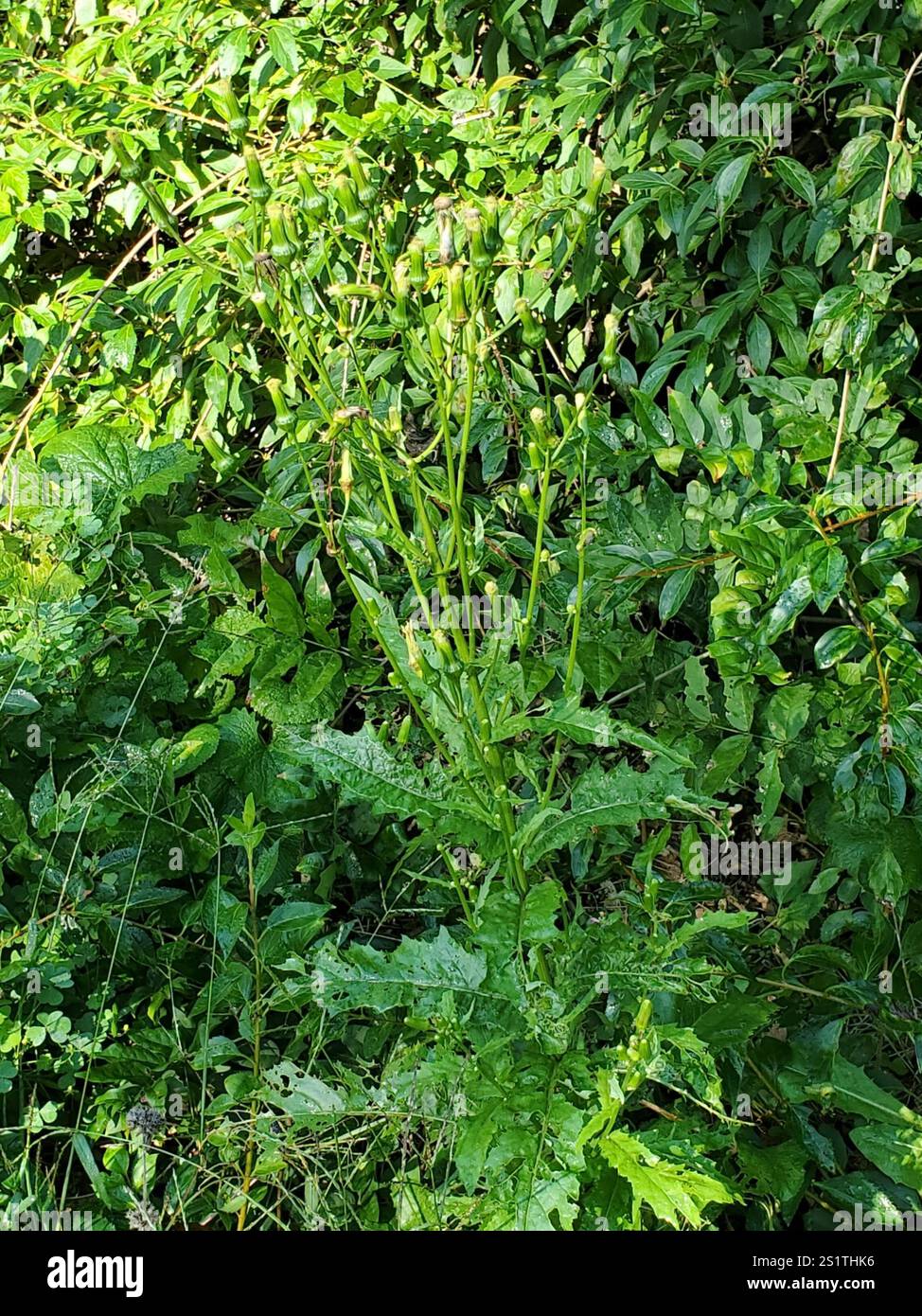 American burnweed (Erechtites hieraciifolius Stock Photo - Alamy