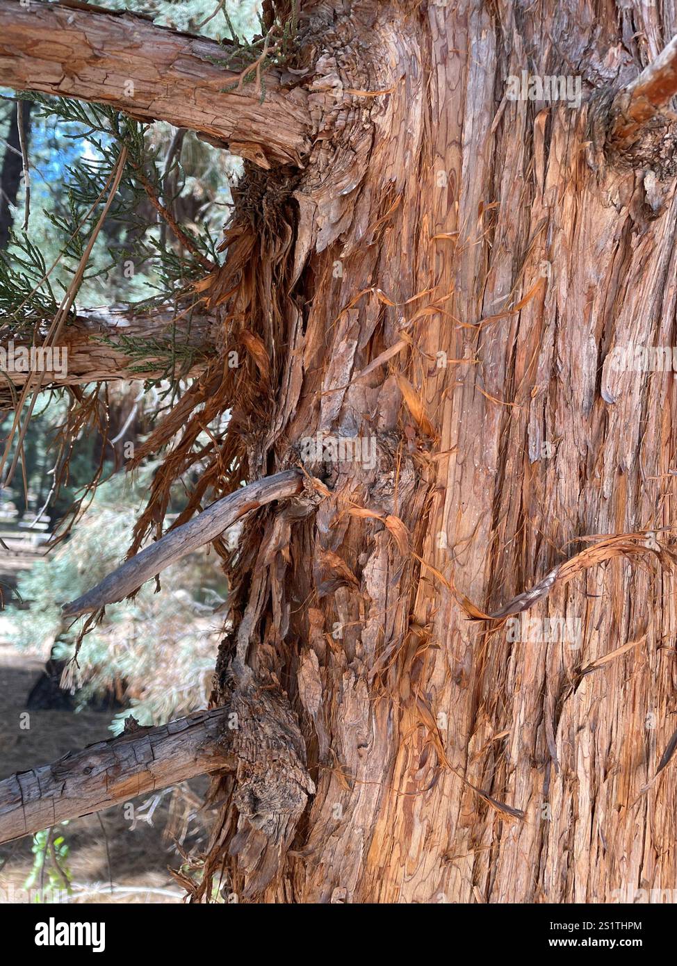 Sierra juniper (Juniperus grandis Stock Photo - Alamy