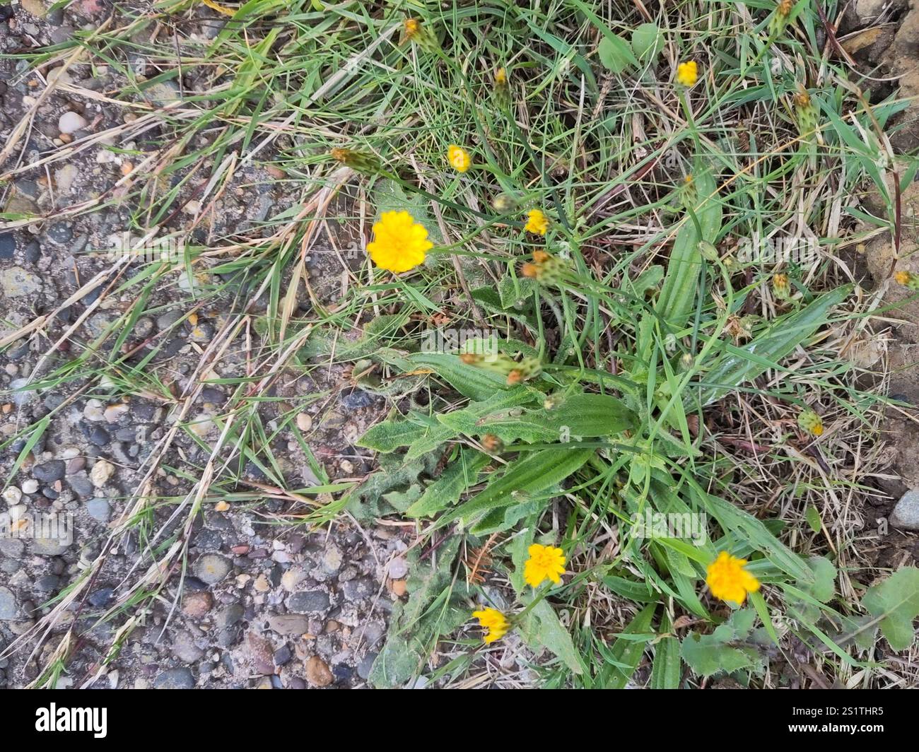 Common Cat's-ear (Hypochaeris radicata Stock Photo - Alamy
