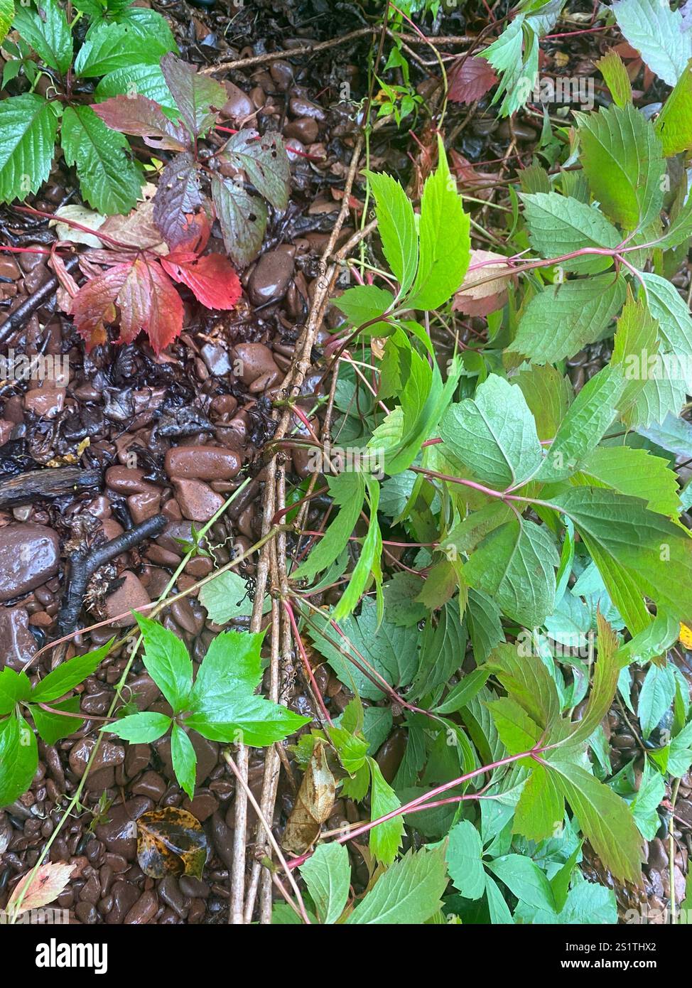 thicket creeper (Parthenocissus inserta Stock Photo - Alamy