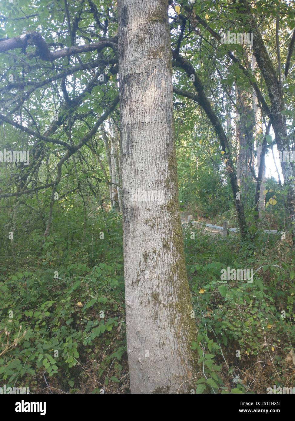 Oregon Ash (Fraxinus latifolia Stock Photo - Alamy