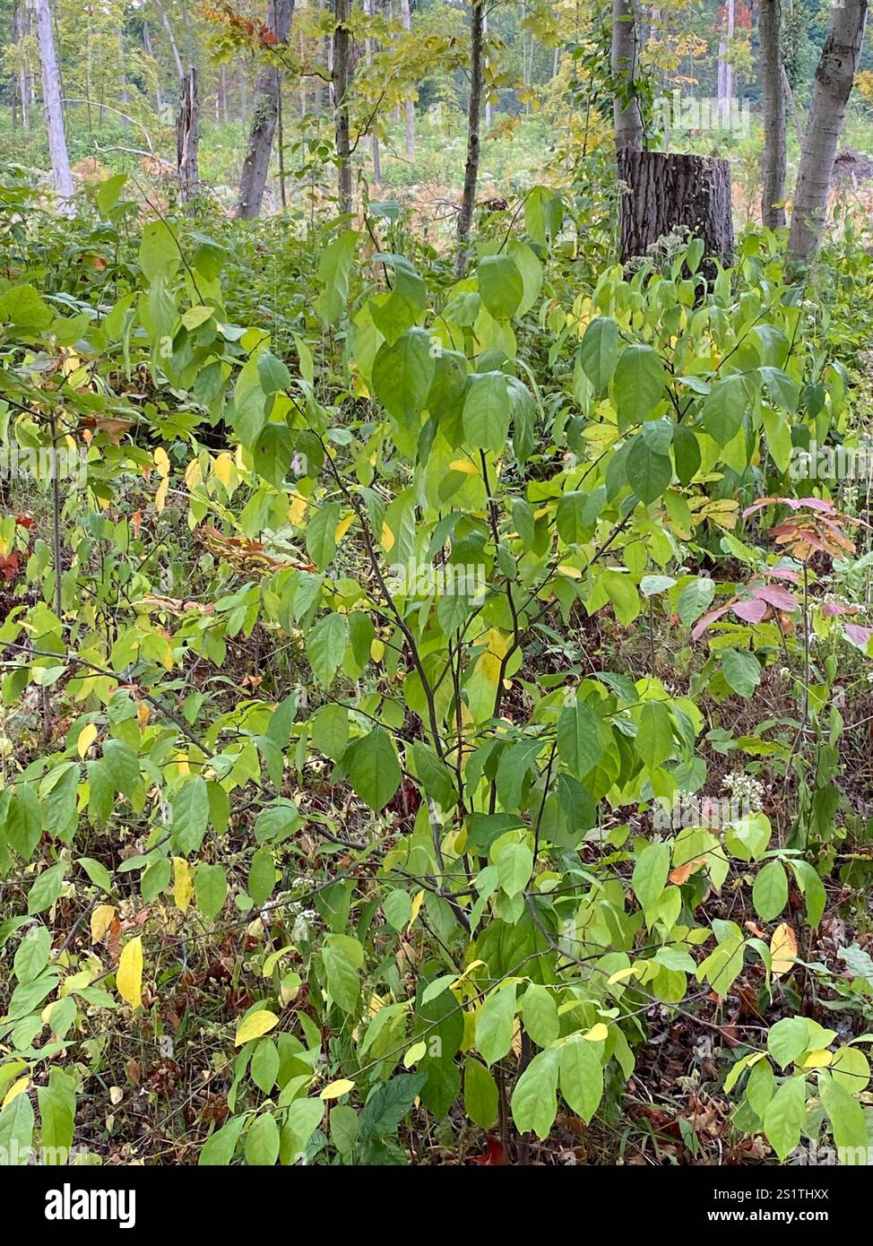 northern spicebush (Lindera benzoin Stock Photo - Alamy