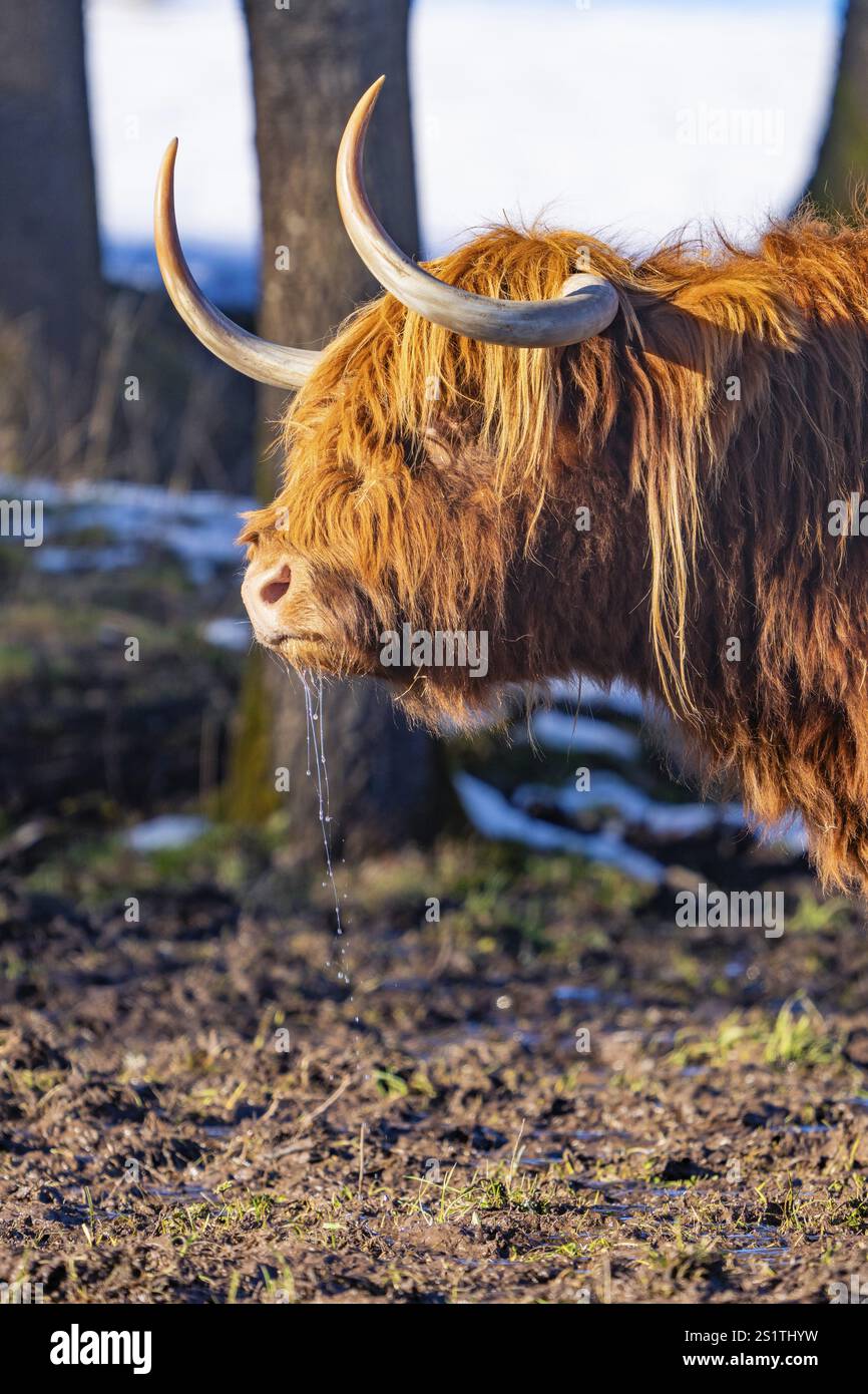 Side view of a Highland cow with dripping drool and long horns, Seewald ...
