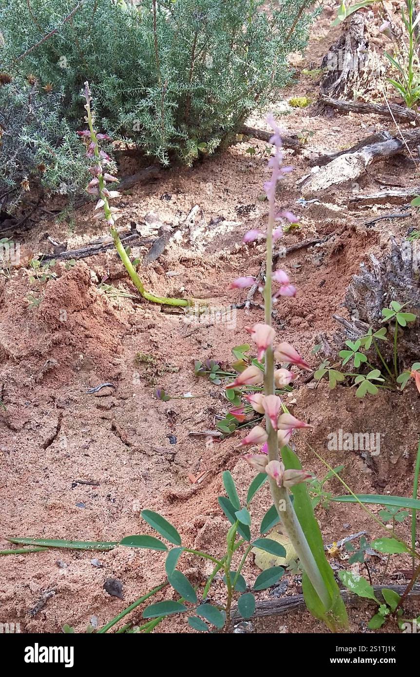 Pied Viooltjie (Lachenalia mutabilis Stock Photo - Alamy
